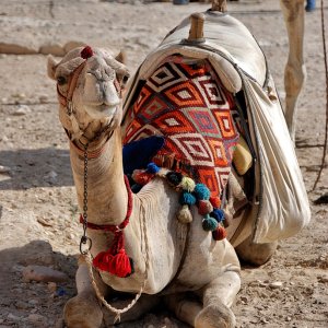 sahara | DPReview Forums