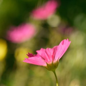 G2 + 50 mm Legacy + Close-up Lens | DPReview Forums