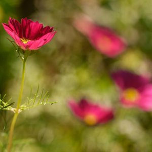 G2 + 50 mm Legacy + Close-up Lens | DPReview Forums