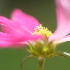 G2 + 50 mm Legacy + Close-up Lens | DPReview Forums