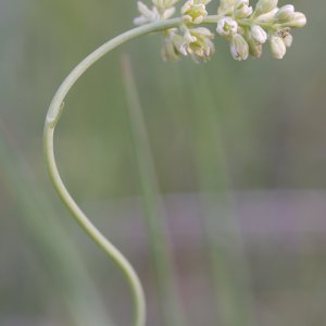 G2 + 50 mm Legacy + Close-up Lens | DPReview Forums