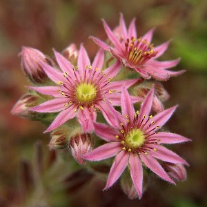 House-leeks-up-close | DPReview Forums