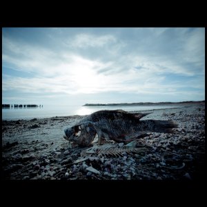 salton-sea | DPReview Forums