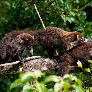 Coati Hanging Out | DPReview Forums