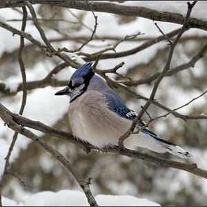 Blue Jay 2 | DPReview Forums