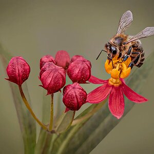 flower-buds | DPReview Forums