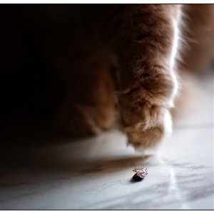 _C&C_03_32_Crop | DPReview Forums