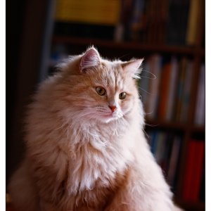 _C&C_03_47 | DPReview Forums