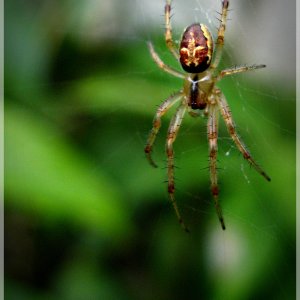 gagamba | DPReview Forums