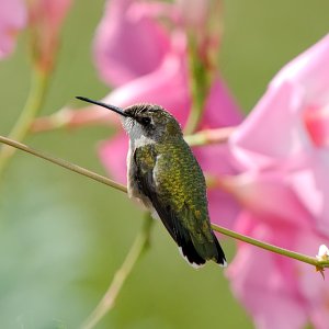 Hummingbird on Mandevilla Vine_Birds 348 | DPReview Forums