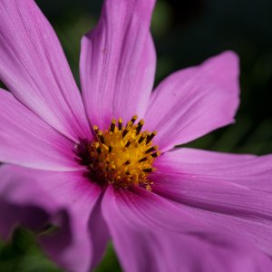 da-17-70 | DPReview Forums