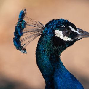 Peacock | DPReview Forums