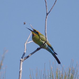 Bee-Eater | DPReview Forums