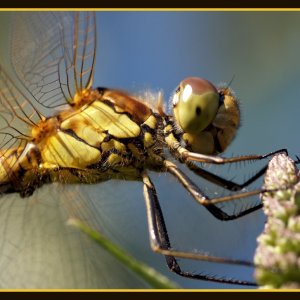 P7180078bf | DPReview Forums