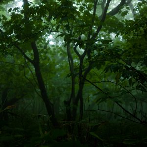 jirisan | DPReview Forums