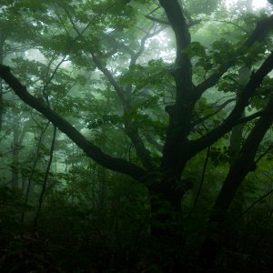 wandeling | DPReview Forums