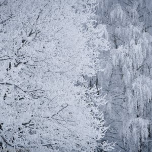 Winter Walk | DPReview Forums