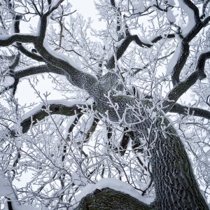 Winter Walk | DPReview Forums