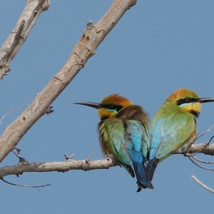 Bee-Eater | DPReview Forums