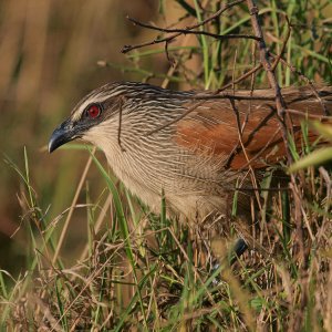 weibrauenkuckuck | DPReview Forums