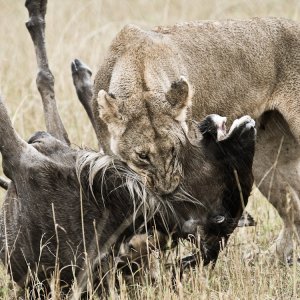 The Kill | DPReview Forums