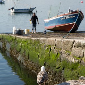 foz | DPReview Forums