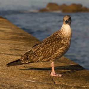 foz | DPReview Forums