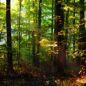 Early Morning Sun | DPReview Forums