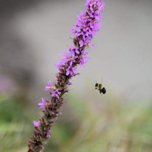 bee-in-flight | DPReview Forums