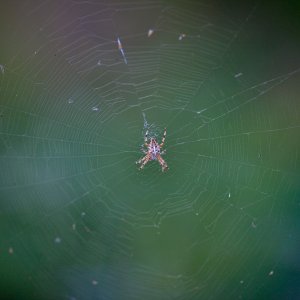 Spider #9 | DPReview Forums