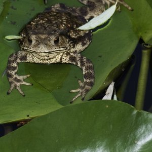 Frog1 | DPReview Forums