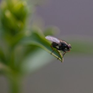 Fly #6 | DPReview Forums