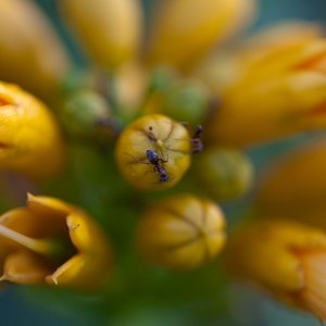 Ants #1 | DPReview Forums