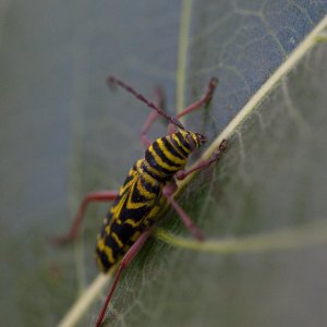 Ants #1 | DPReview Forums