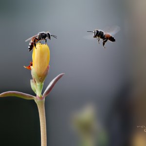 noushad | DPReview Forums