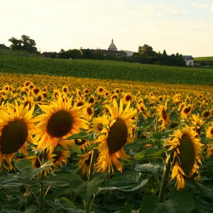 evening-sun | DPReview Forums