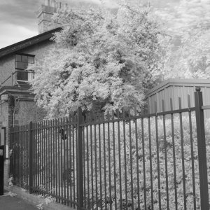 IR Tree | DPReview Forums