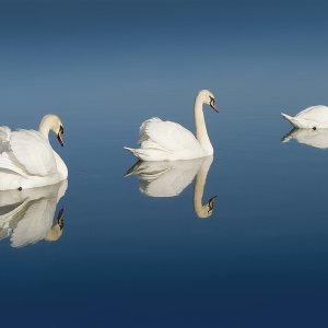 quietness | DPReview Forums