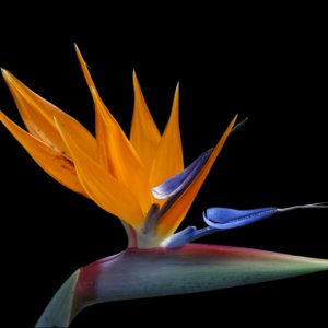 bird-of-paradise | DPReview Forums