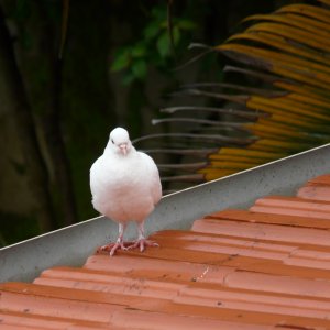 White Pigeon | DPReview Forums