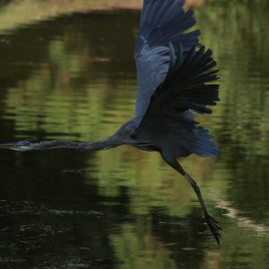 Great Blue Heron | DPReview Forums