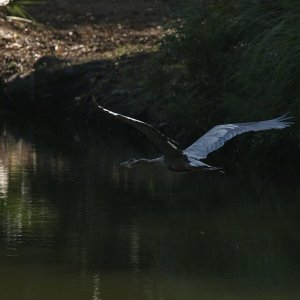 Great Blue Heron | DPReview Forums