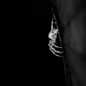 vivitar-series-one-90mm-f25-macro | DPReview Forums