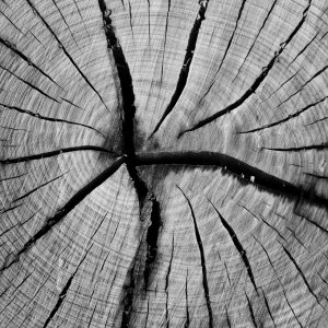 Tree Detail | DPReview Forums