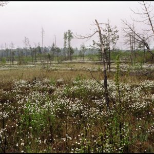 Mysterious landscape - Russian bog | DPReview Forums