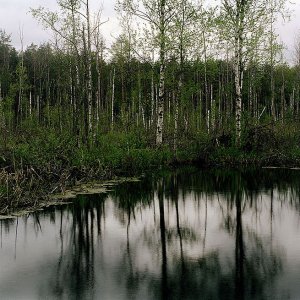 Mysterious landscape - Russian bog | DPReview Forums