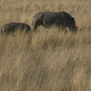 graphism | DPReview Forums