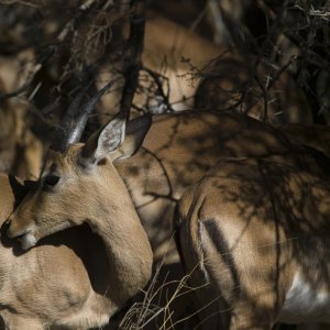 graphism | DPReview Forums