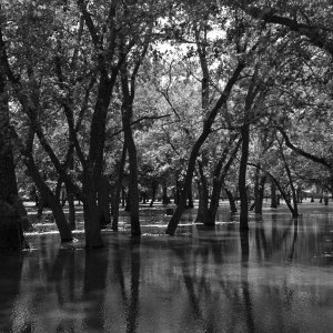 Flooded Forest | DPReview Forums