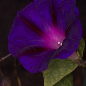 ring-flash | DPReview Forums